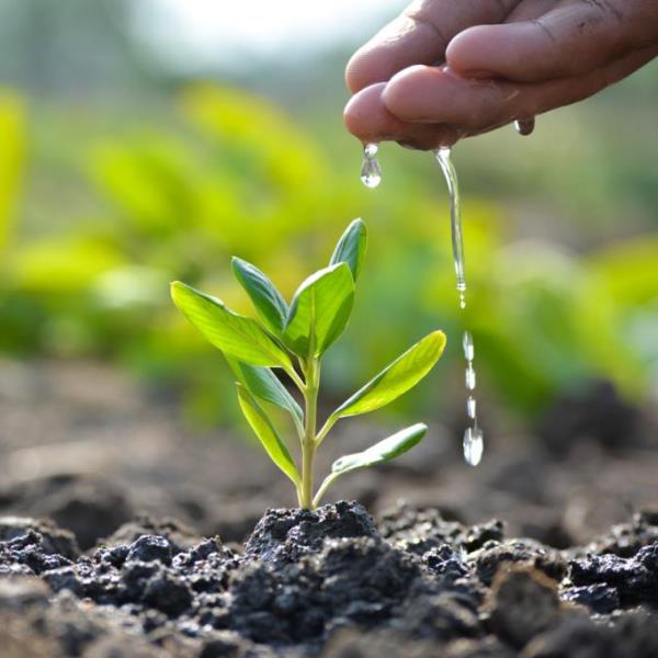 Trees for Birthday Celebration – Grow Billion Trees